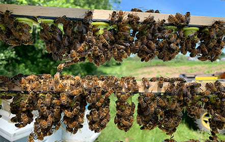 Honey Bee Nucs - OHIO - Saskatraz & VSH Overwintered Honeybees ...